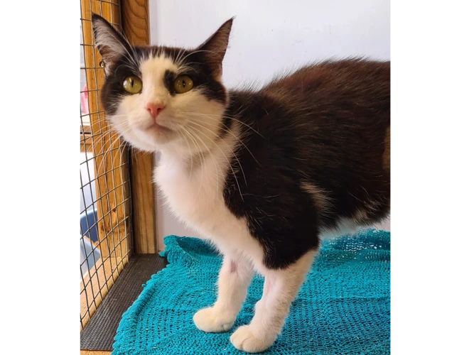 Cats Protection Coventry Branch