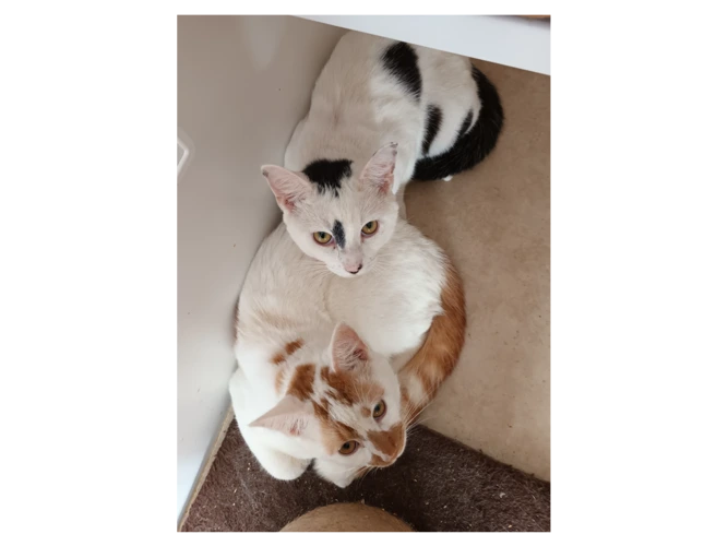 Cats Protection Swindon Branch