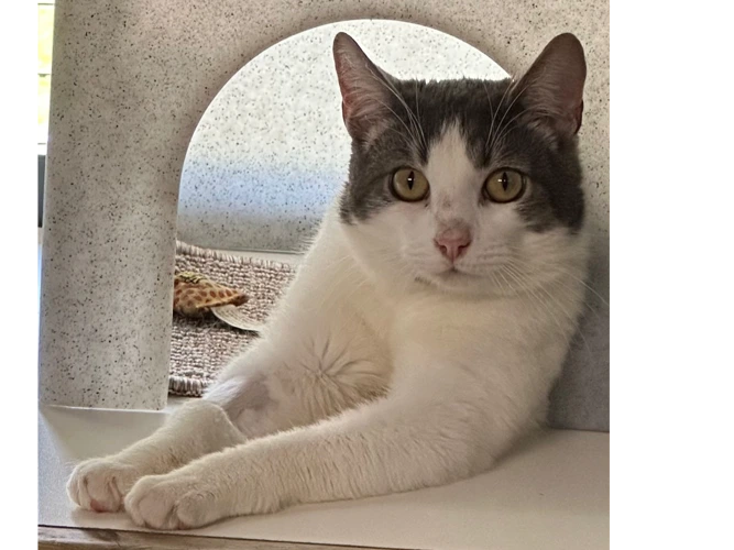 Cats Protection Coventry Branch