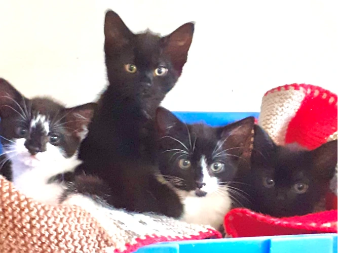 Cats Protection Southend & District Branch