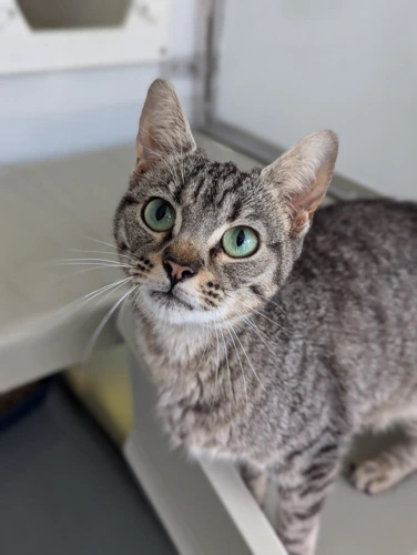 Cats Protection Cornwall Cat Centre