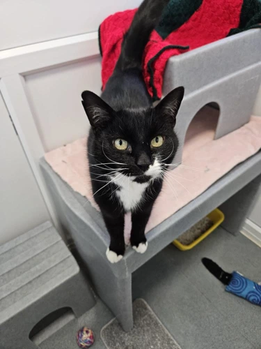 Cats Protection Tyneside Cat Centre
