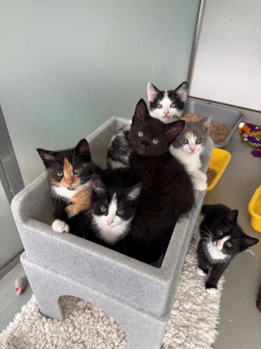 Cats Protection Cornwall Cat Centre