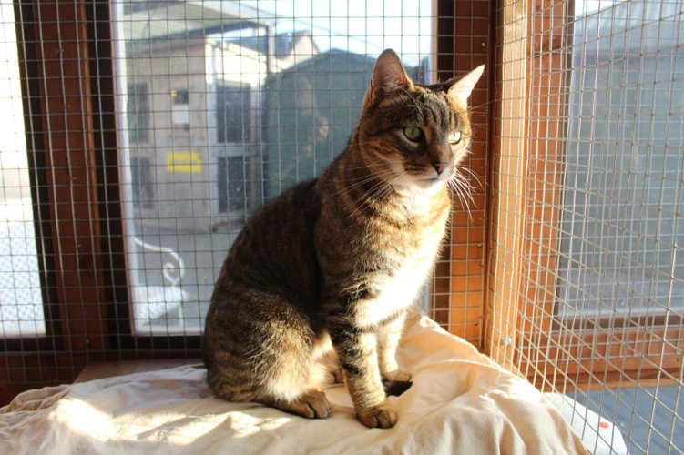 Cats Protection Arbroath & Central Angus Branch
