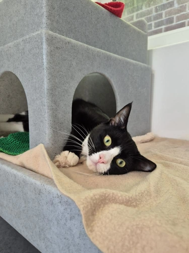 Cats Protection North Wales Cat Centre
