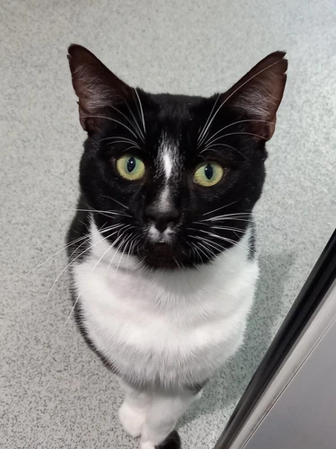 Cats Protection Leeds Cat Centre