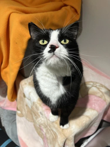 Cats Protection Scotland Cat Centre