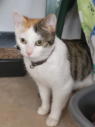 Cats Protection Arbroath & Central Angus Branch