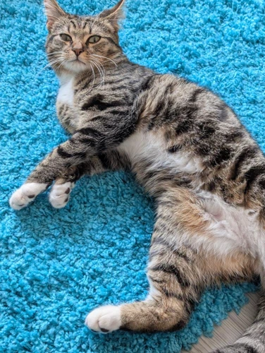 Cats Protection Glasgow Branch