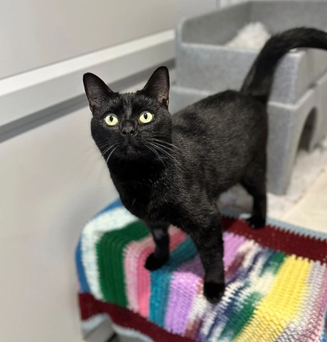 Cats Protection Leeds Cat Centre