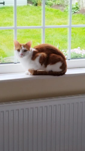 Cats Protection Halifax, Huddersfield & Wakefield Branch