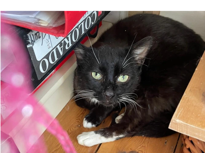 Cats Protection Bromley Branch