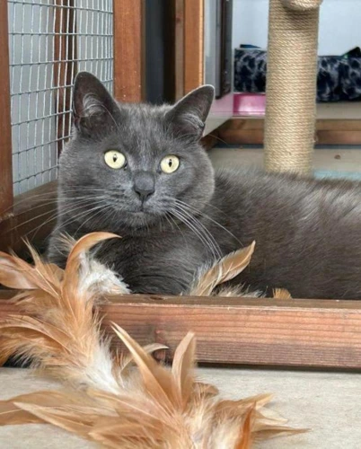 Cats Protection Aberdeen Branch