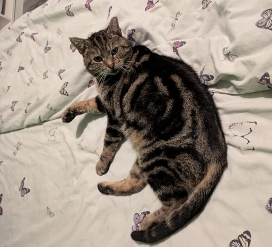 Cats Protection Walsall Borough Branch