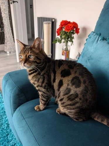 Cats Protection Glasgow Branch
