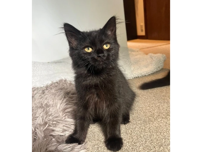 Cats Protection St Neots, Huntingdon and St Ives Branch