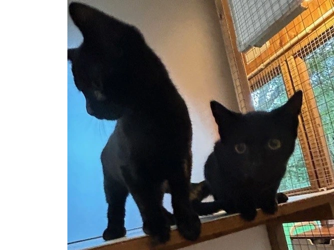 Cats Protection Spalding & District Branch