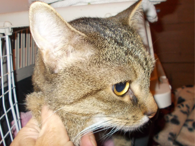 Cats Protection Swindon Branch