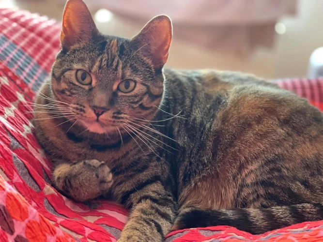 Cats Protection Sheffield & District Branch