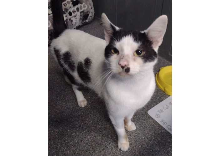 Cats Protection Coventry Branch
