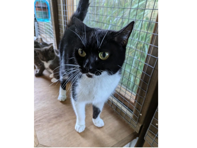 Cats Protection Coventry Branch
