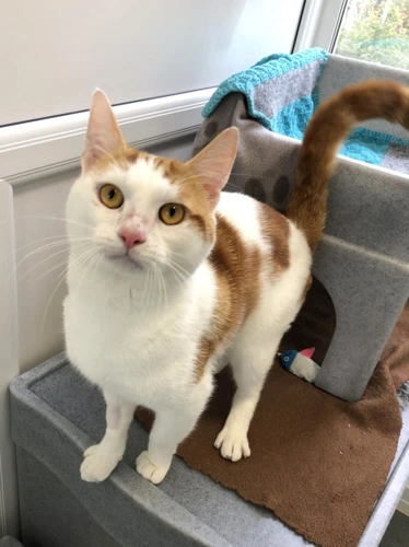 Cats Protection Tyneside Cat Centre