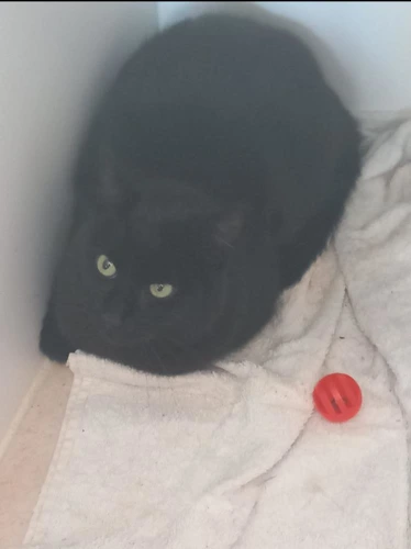 Cats Protection Frome & District Branch