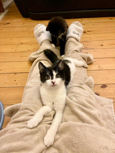 Cats Protection Glasgow Branch