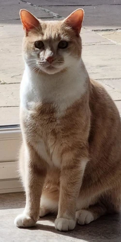 Cats Protection Halifax, Huddersfield & Wakefield Branch