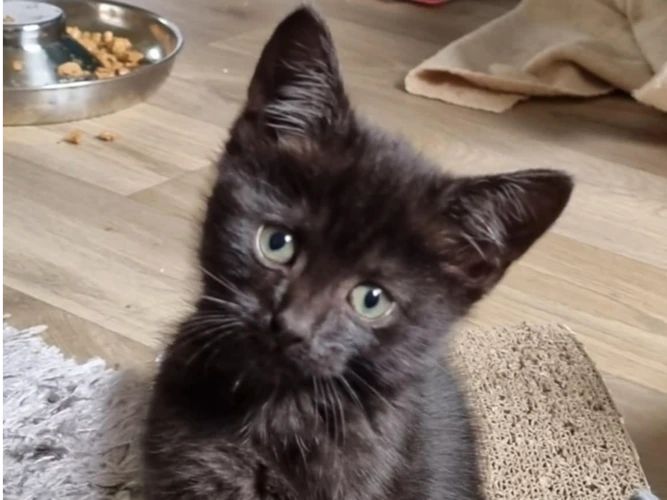 Cats Protection Telford Branch