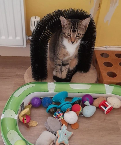 Cats Protection Epping Forest Branch