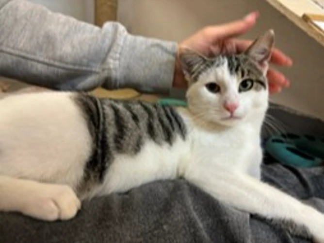 Cats Protection Stroud Branch