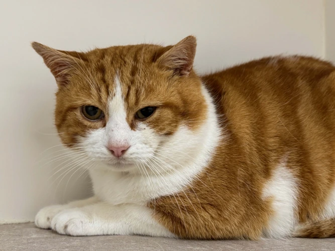 Cats Protection Stroud Branch