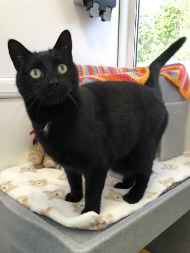 Cats Protection Tyneside Cat Centre