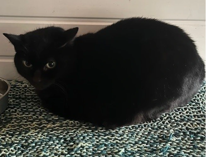 Cats Protection Spalding & District Branch