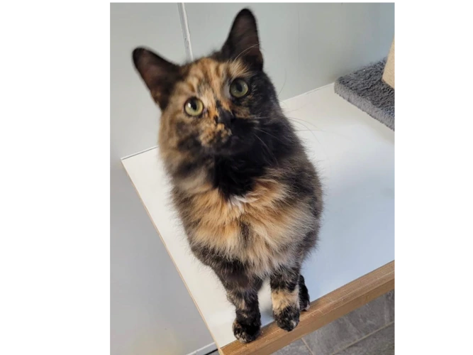 Cats Protection Coventry Branch