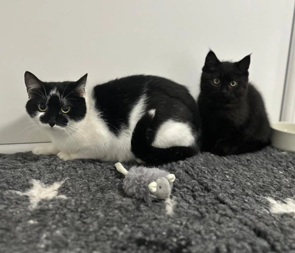 Cats Protection Walsall Borough Branch