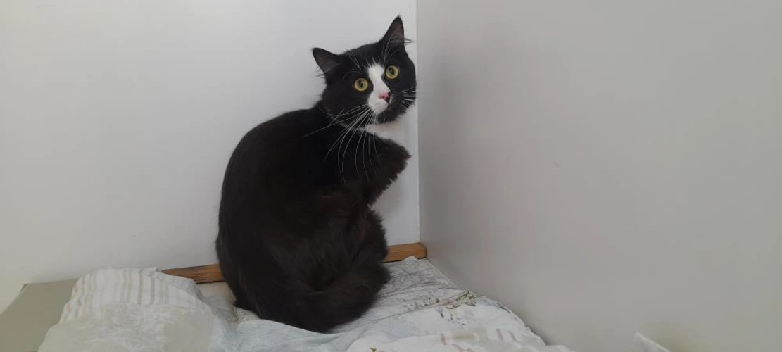 Cats Protection Arbroath & Central Angus Branch