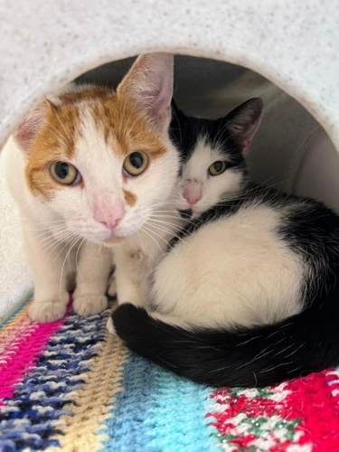 Cats Protection Halifax, Huddersfield & Wakefield Branch