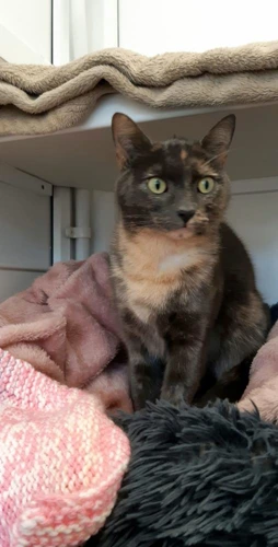 Cats Protection Leeds Cat Centre
