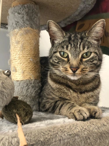 Cats Protection North Wales Cat Centre