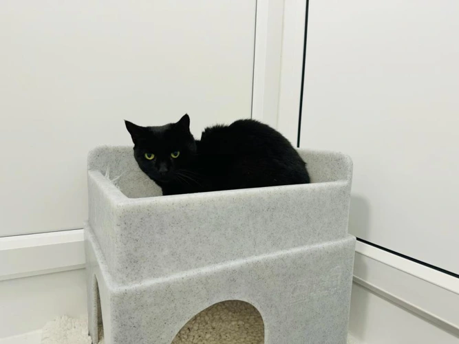 Cats Protection Leeds Cat Centre