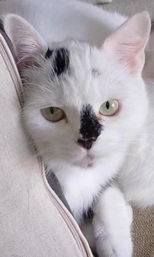 Cats Protection Stourbridge, Dudley & Wyre Forest Branch