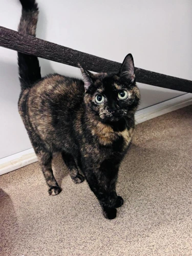 Cats Protection Halifax, Huddersfield & Wakefield Branch