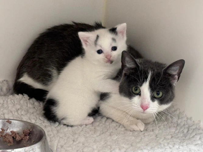 Cats Protection Halifax, Huddersfield & Wakefield Branch