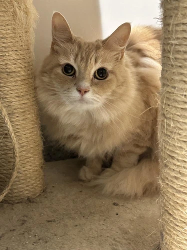 Cats Protection Scotland Cat Centre