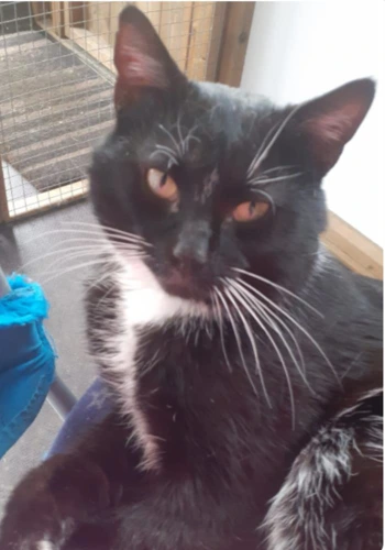 Cats Protection Halifax, Huddersfield & Wakefield Branch