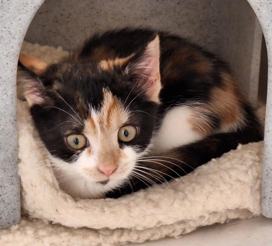 Cats Protection Holsworthy, Bideford & Okehampton Branch