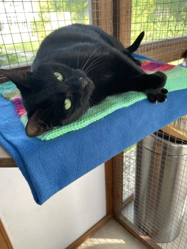 Cats Protection Basingstoke & District Branch