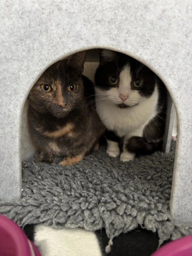 Cats Protection Cornwall Cat Centre
